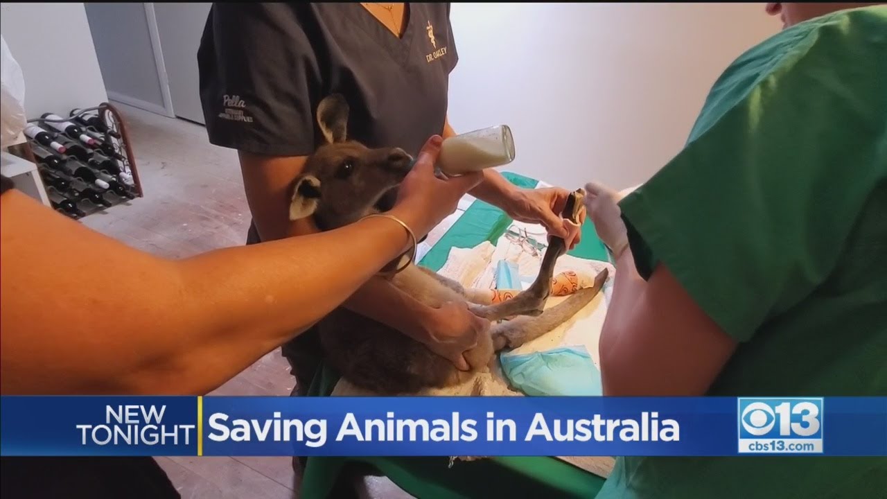 UC Davis Vet Helped Save Animals In Australia - YouTube