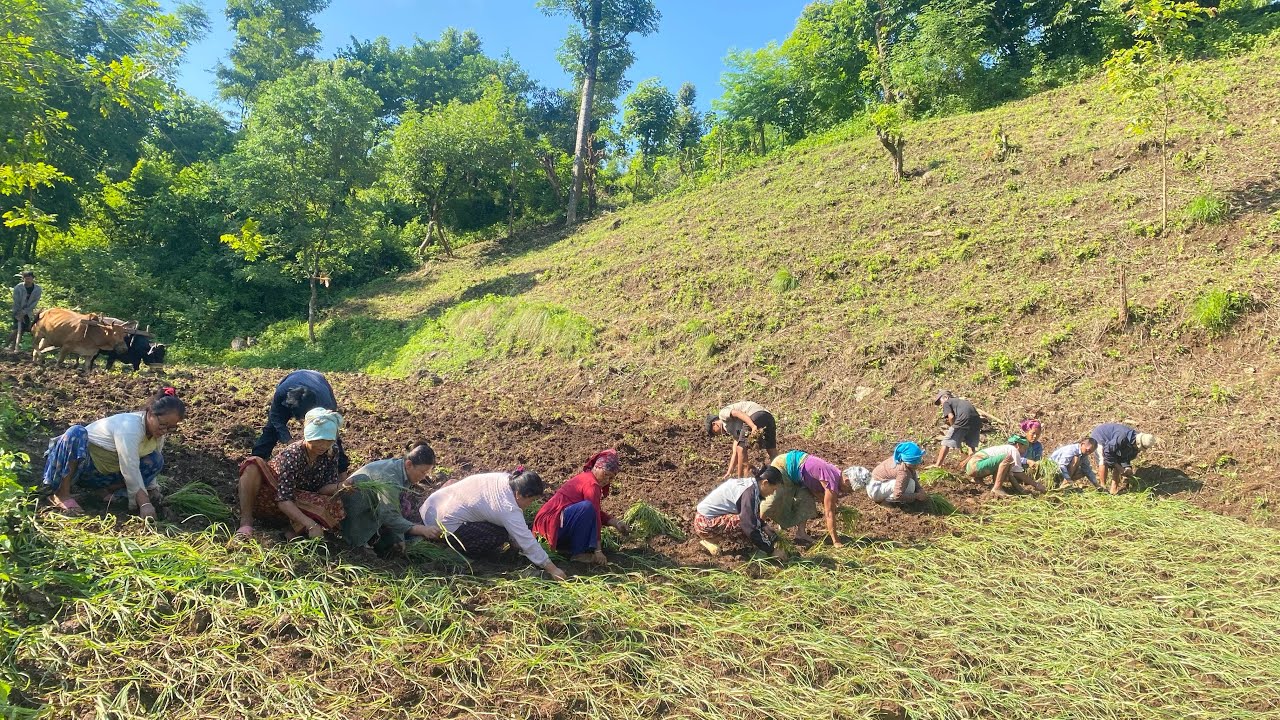 Kodo ropai dhamadham chaldeix hai ️#subscribe all my family ...