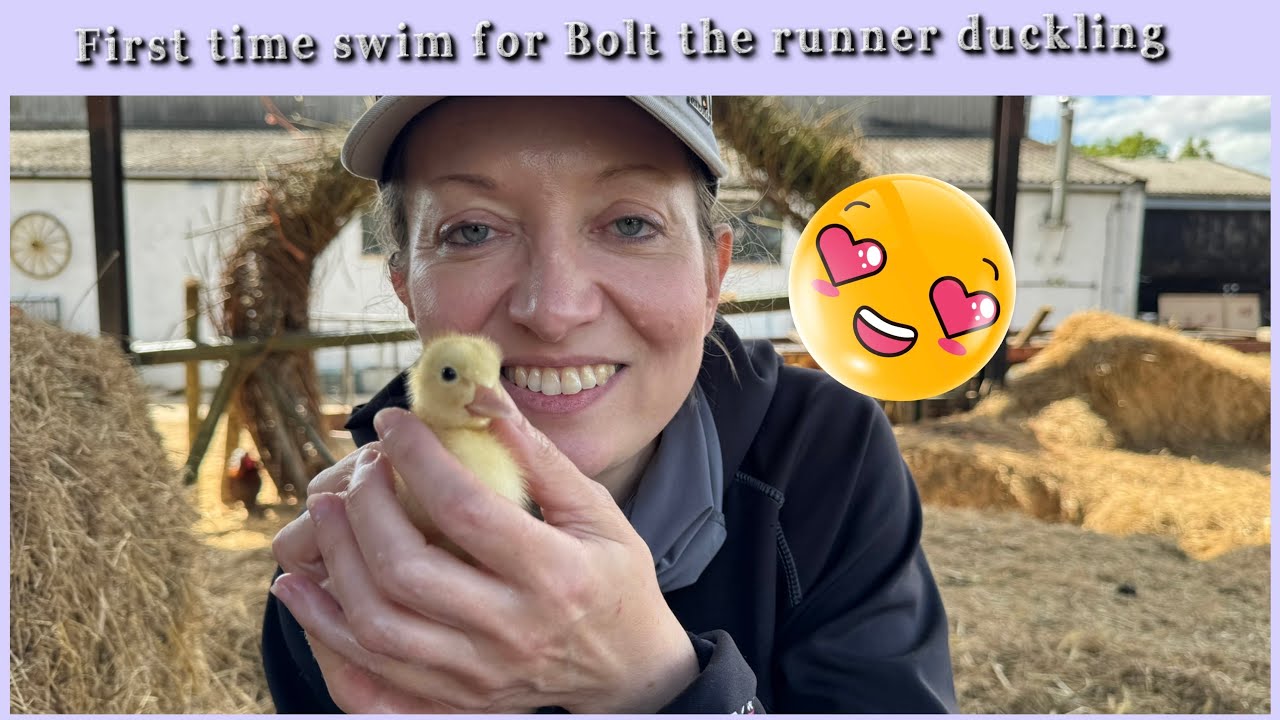 Bolt the duckling first swim - YouTube