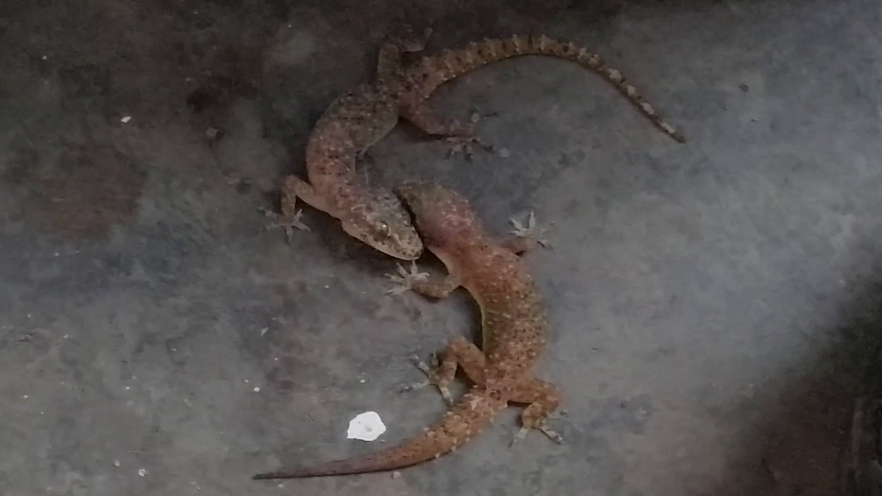 Watch 2 Geckos Fighting - YouTube
