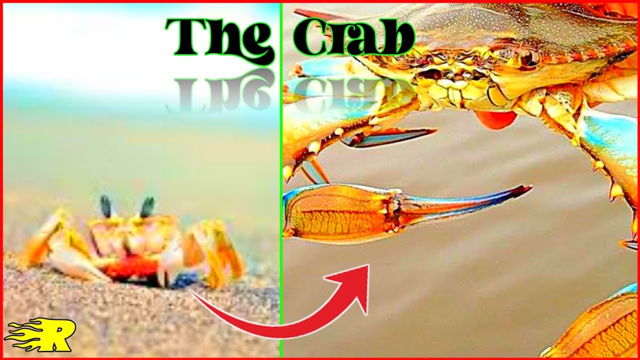 I'm big kid now | Animals Transformation | The Crab | All Animals ...