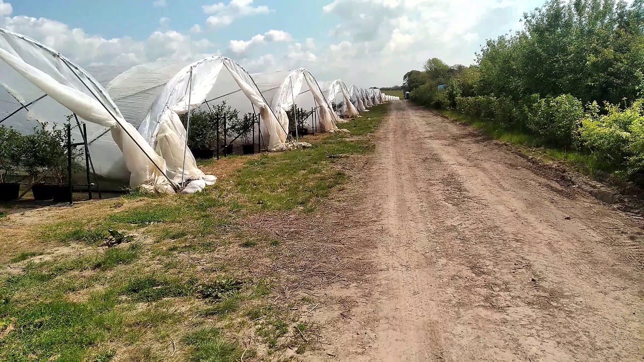 Borówka amerykańska colworth farm 10/05/2019 - YouTube