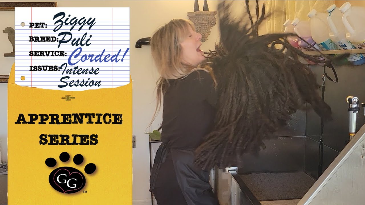 Apprentice Series: Full Corded Puli Bath and Groom - Working with Dogs ...