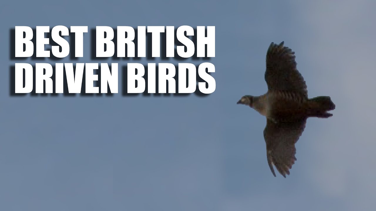Best British Driven Bird Shooting - YouTube