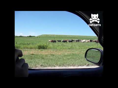 Man uses PA system to herd cattle