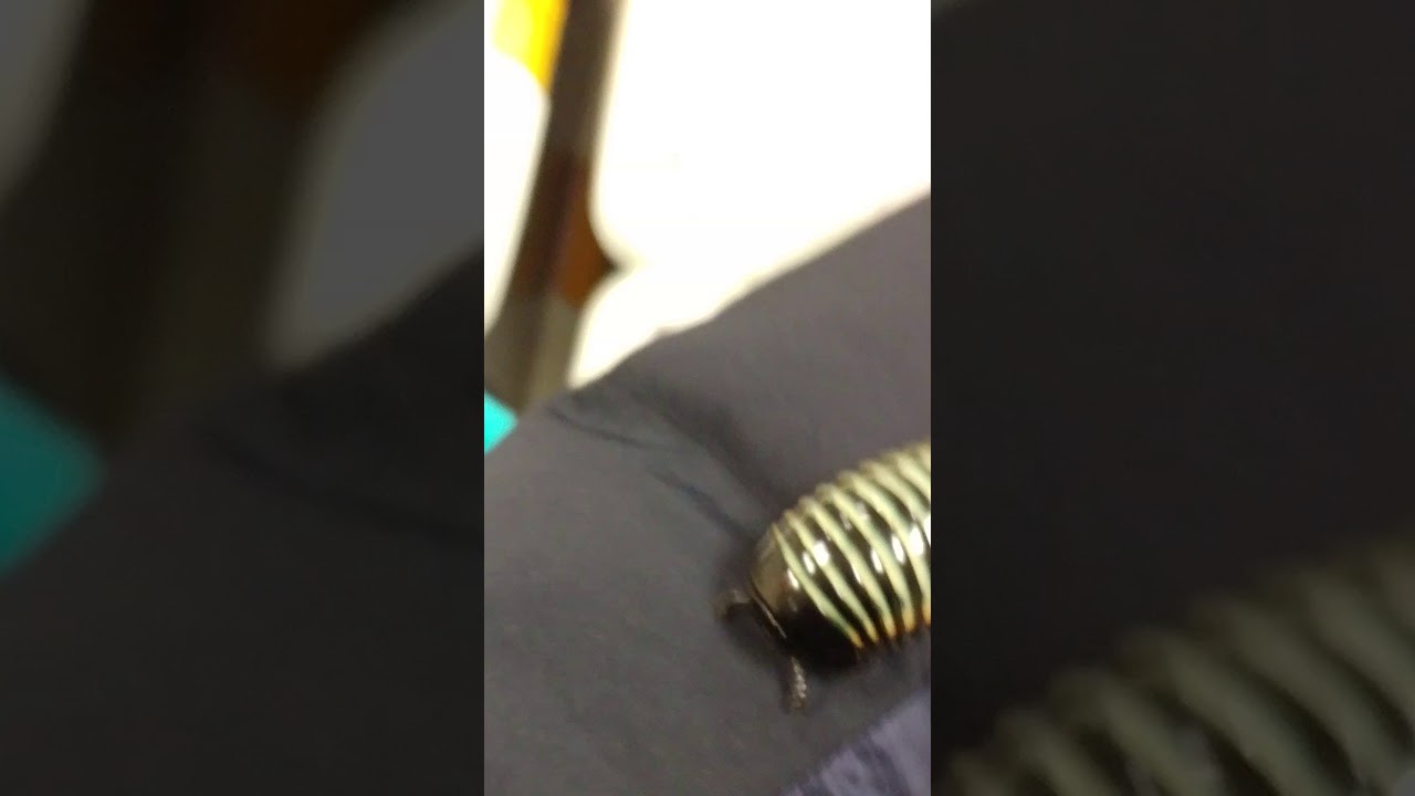 거대한 공벌레? 공노래기 / 메가볼 (Pill millipede / Mega ball of Malaysia) - YouTube