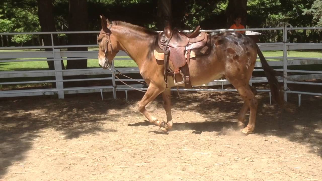 Appy saddle mule for sale - YouTube