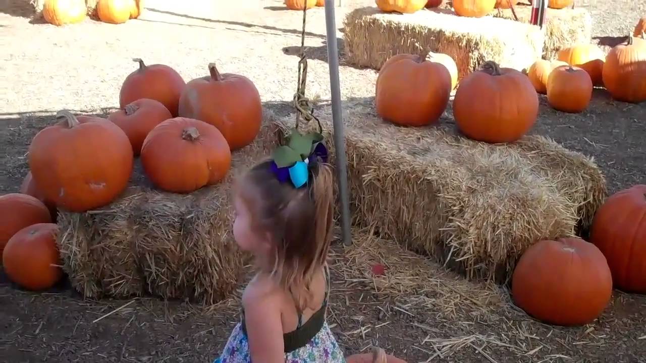 pumpkin patch - YouTube