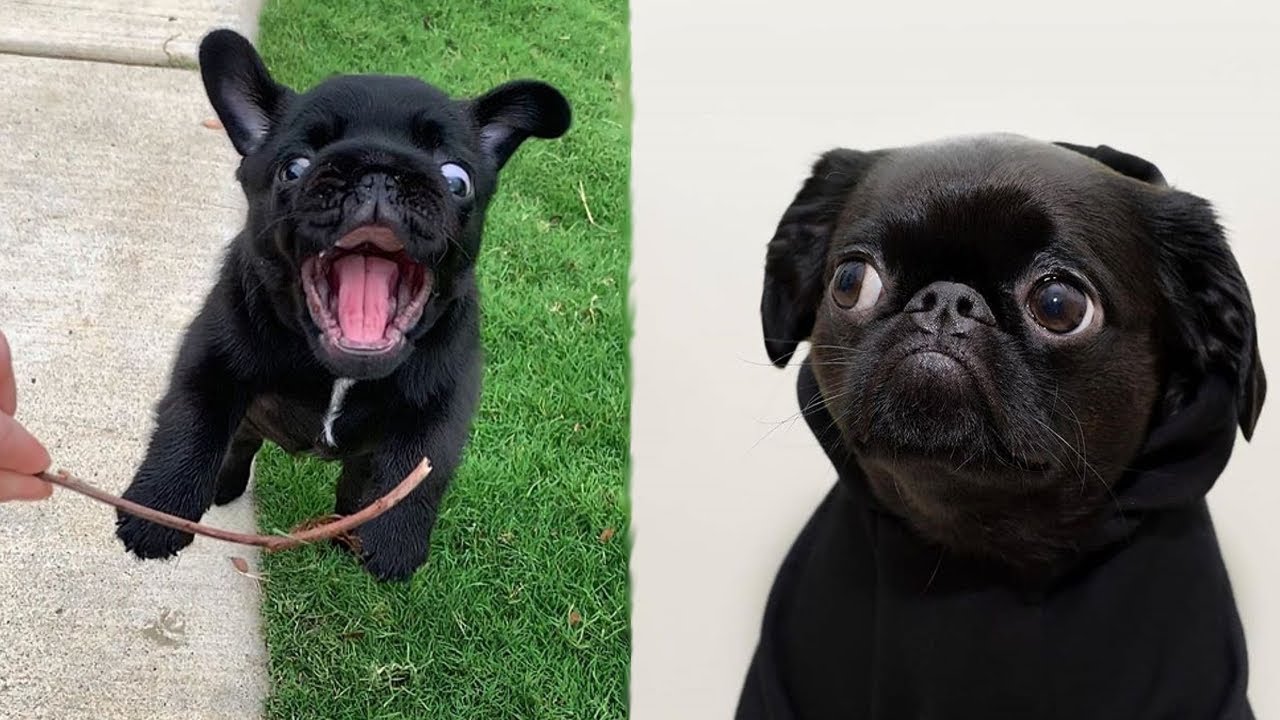 Funniest and Cutest Pug Dog Videos Compilation 2020 - Cutest Puppy #6 ...