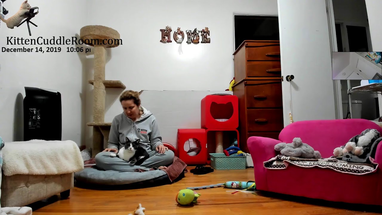 12/14/19 Kitten Cuddle Room Live Stream - YouTube