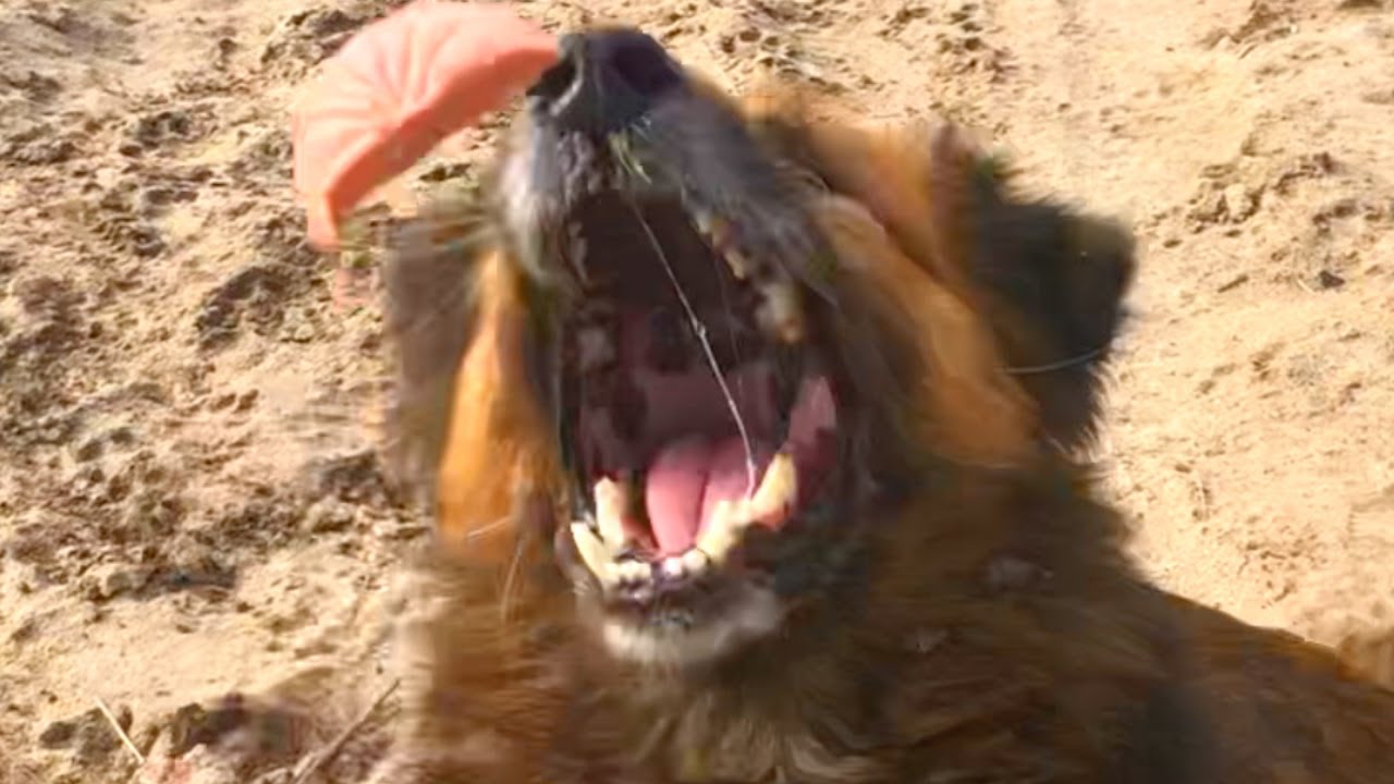 pack of hungry street dogs - YouTube