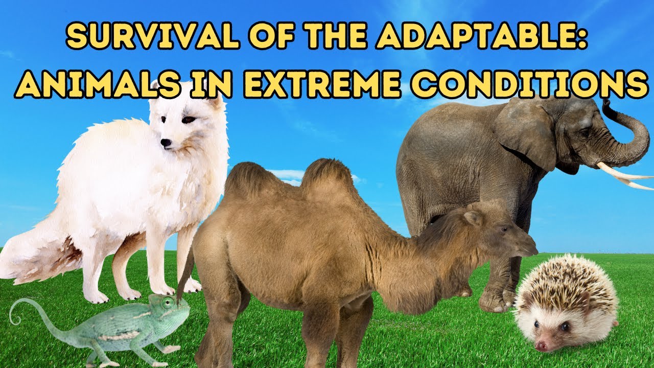 Survival of the Adaptable: Animals in Extreme Conditions - YouTube