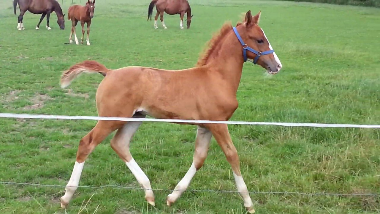 Klassiek Gelderlander Paarden Stamboek (KGPS) hengst Gothiek als veulen ...