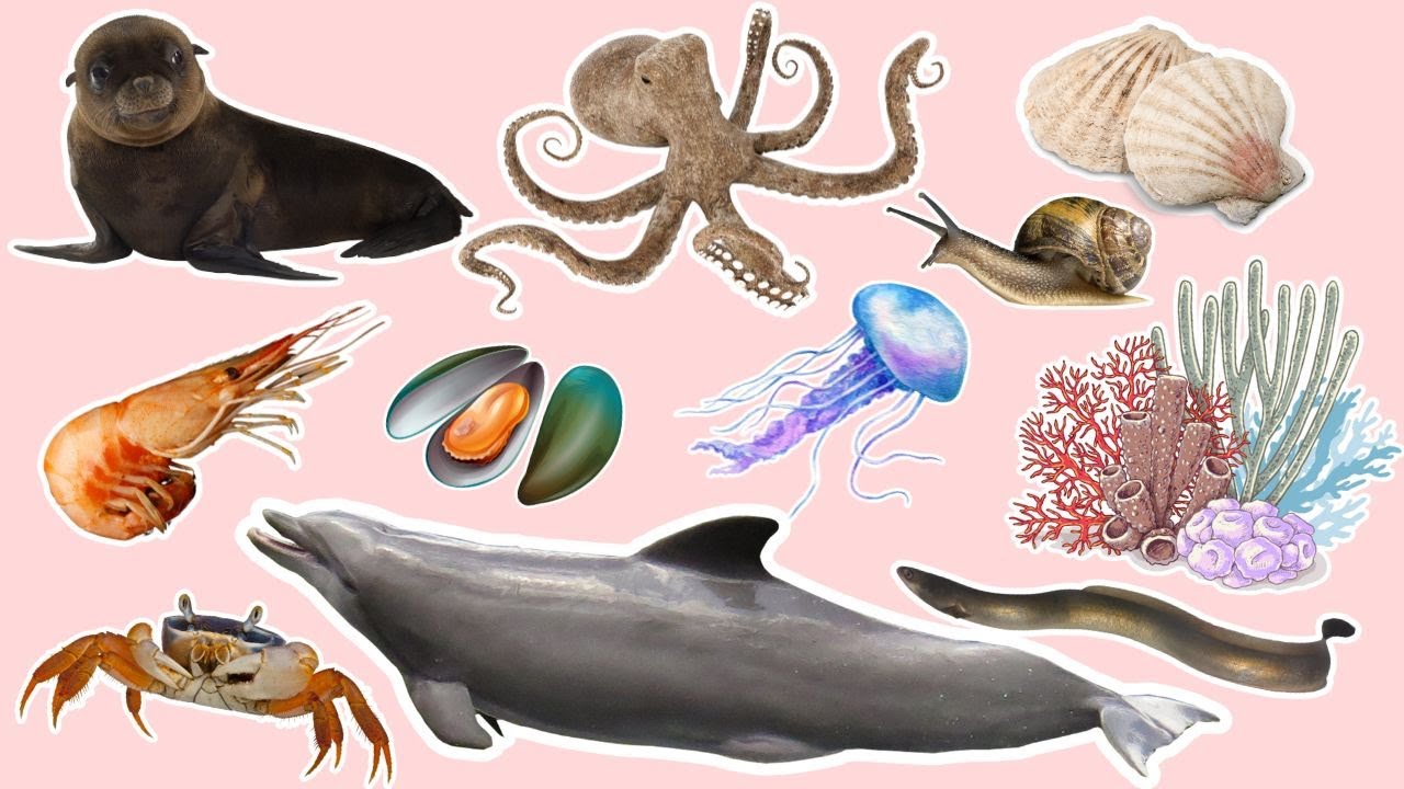 learn ocean animals name in english for everyone - YouTube