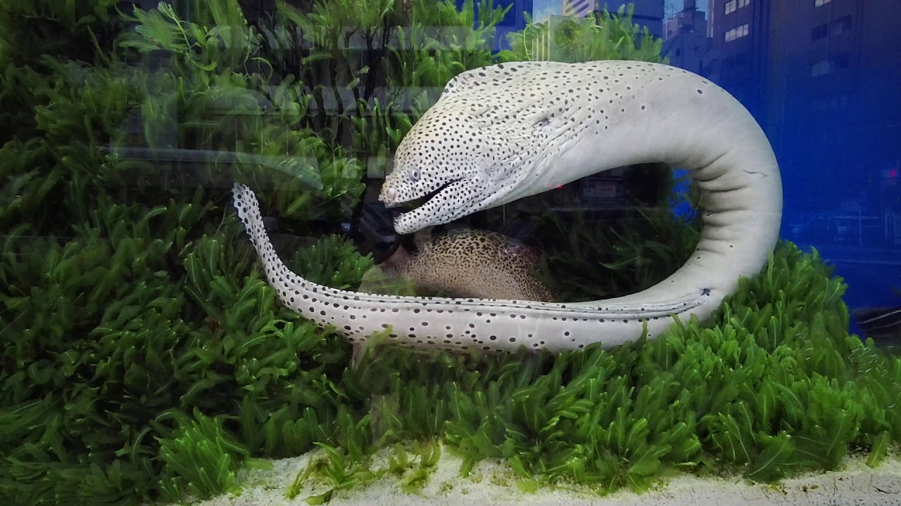 ウツボ Fish Moray Eels ... Called Utsubo in Japanese - YouTube