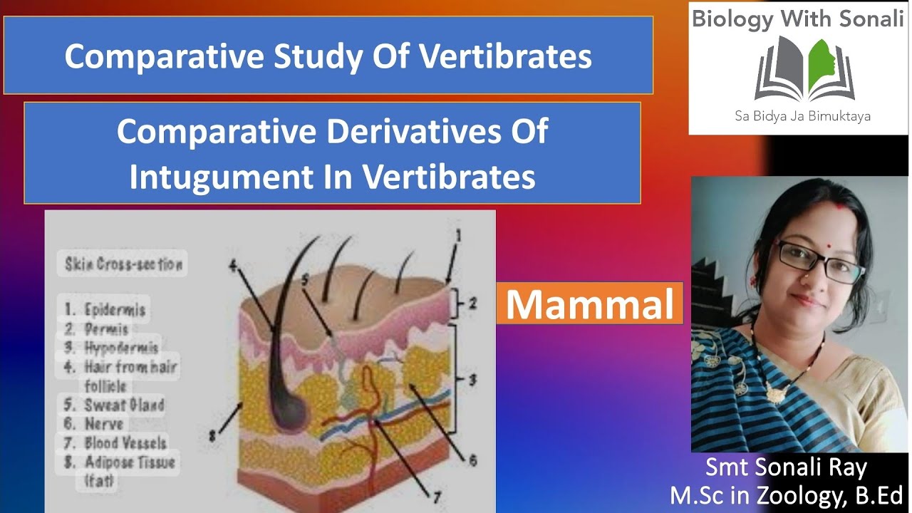 Comparative Derivatives Of Integument In Vertibrates || Mammalian # ...