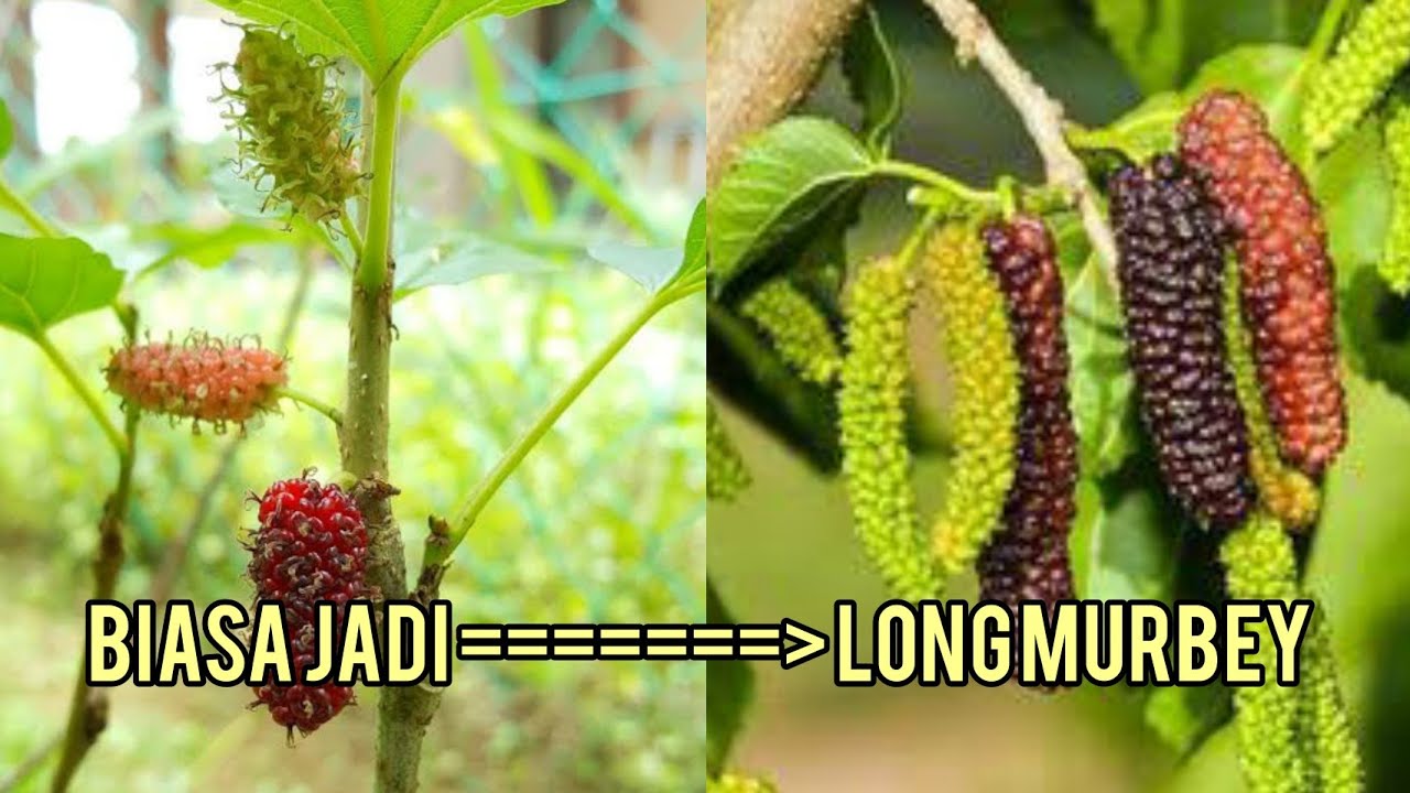 GRAFTING/SAMBUNG PUCUK! Murbey biasa menjadi Long Murbey - Sukses ...