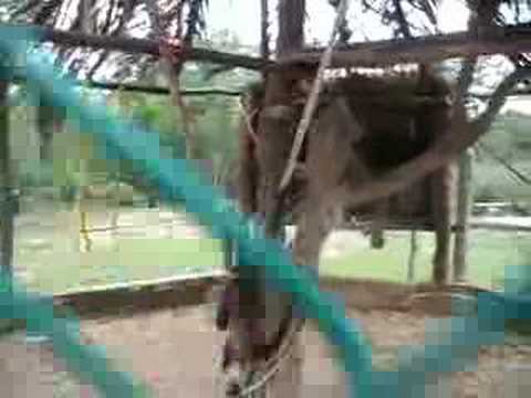 Spider Monkeys outside of Tulum