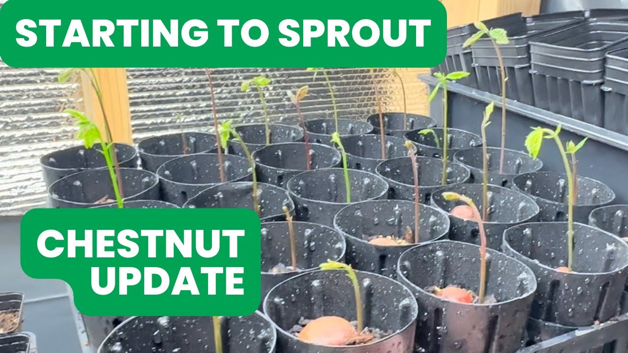 Chestnut Update - Starting to Sprout! - YouTube