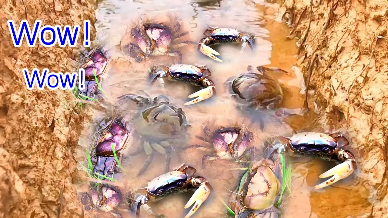 Crab Videos | Catch Crabs Snail | Red Crabs | ចាប់ក្ដាម ក្ដាមស្រែ | # 3 ...