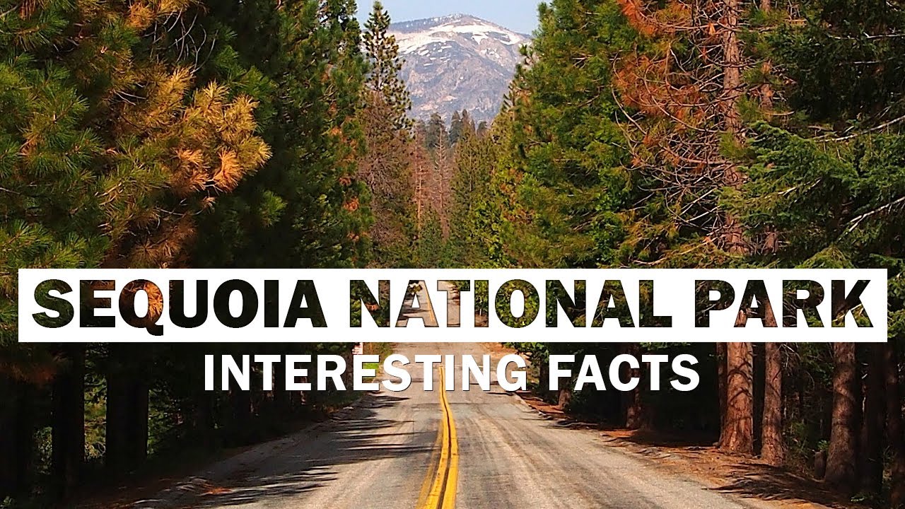 17 Fascinating Facts About Sequoia National Park - YouTube