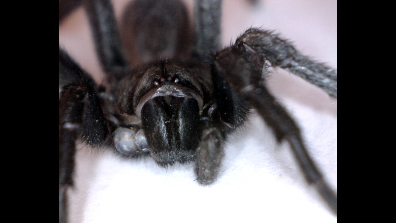 Big Spider (♂) in our Pool - Benissa, la araña en nuestra picina ...