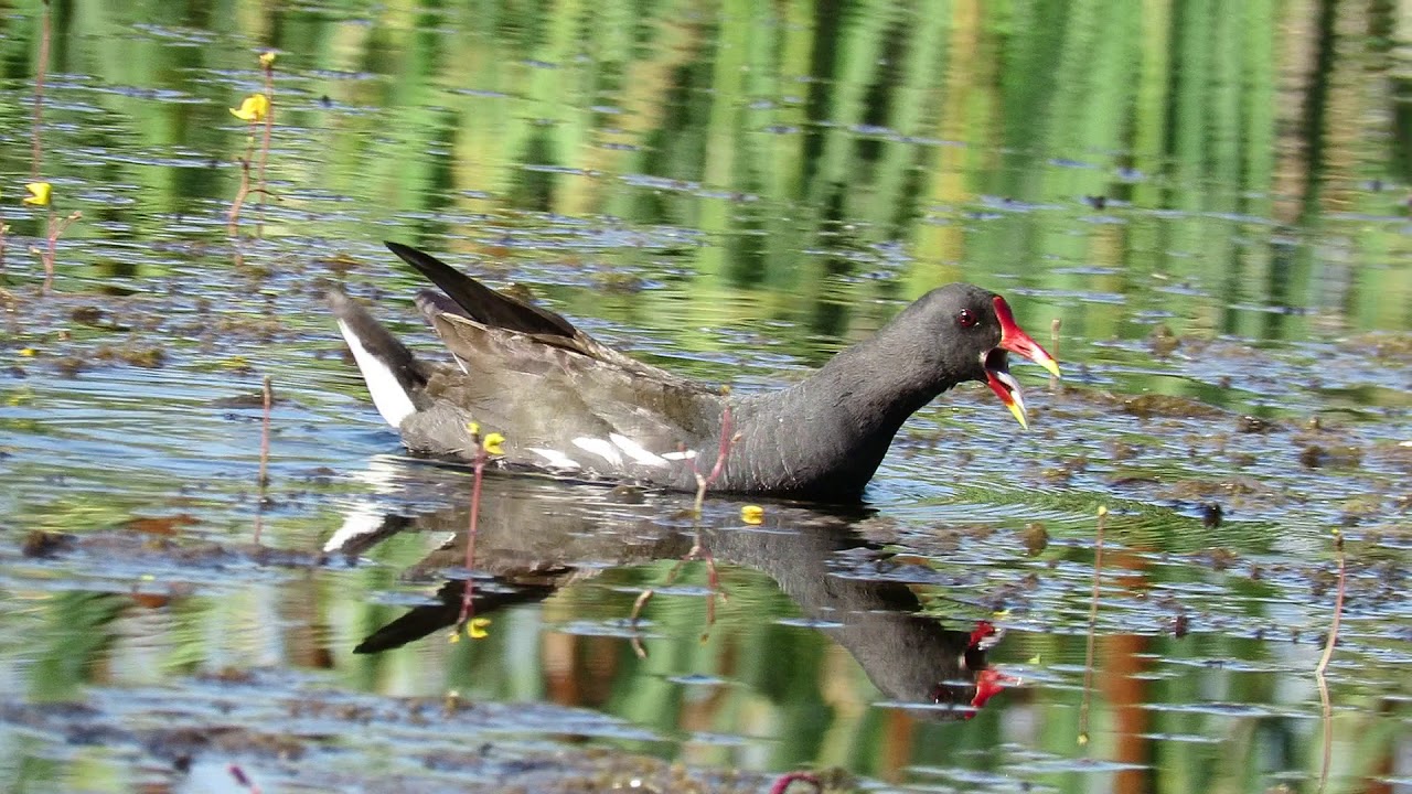 Canon Powershot SX60HS-Gainusa de balta - YouTube