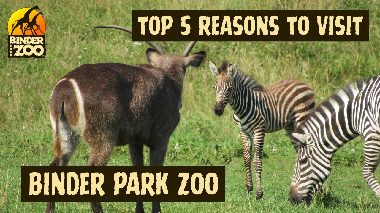 Top 5 Reasons to Visit Binder Park Zoo - YouTube