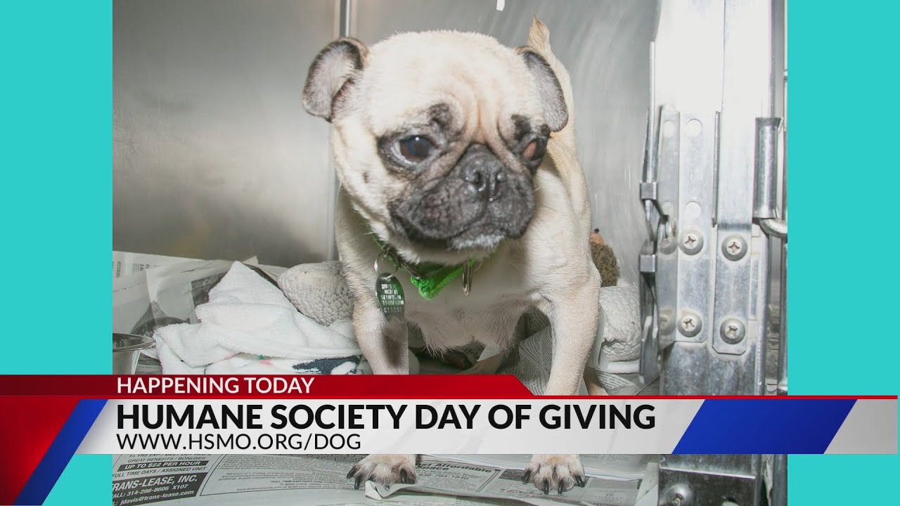 Humane Society Day of Giving happening today - YouTube