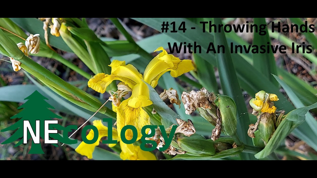 NEcology #14 - Throwing Hands With An Invasive Iris - YouTube