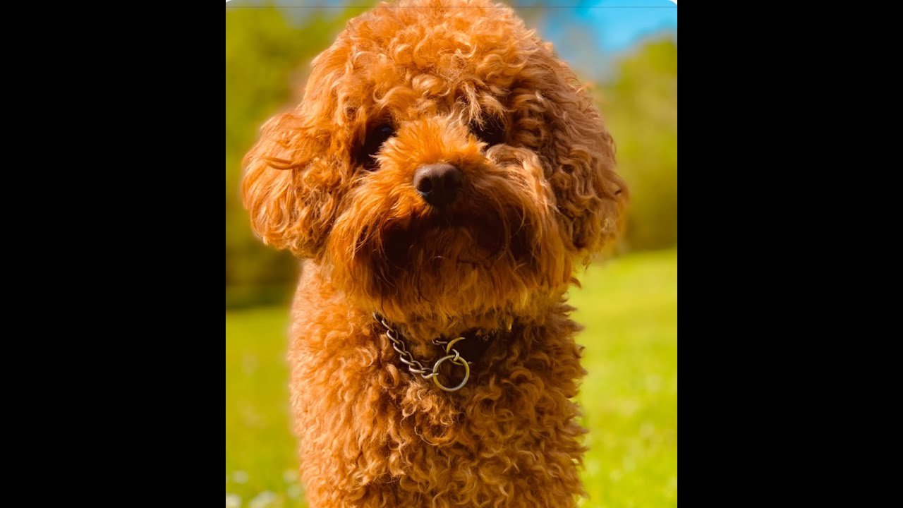 Meet my dog, Rolo! HD 720p - YouTube