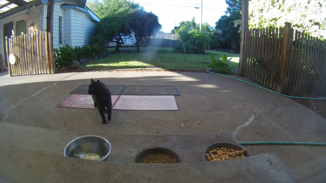 KiKi Panther returns for another round of nibbles! (mMc 2571) - YouTube