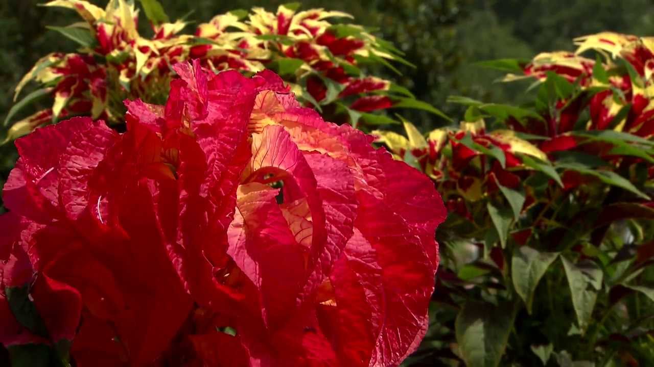 Amaranthus tricolor, a towering beauty - YouTube