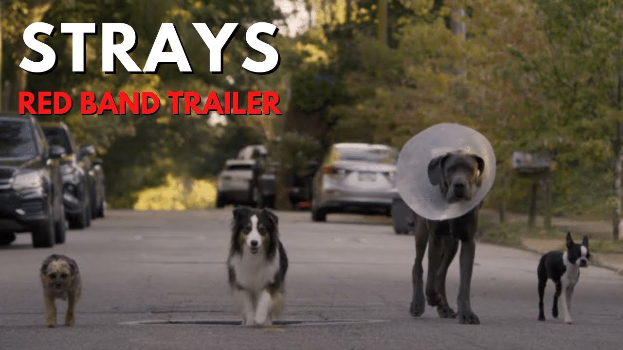 Strays – Red Band Trailer - YouTube