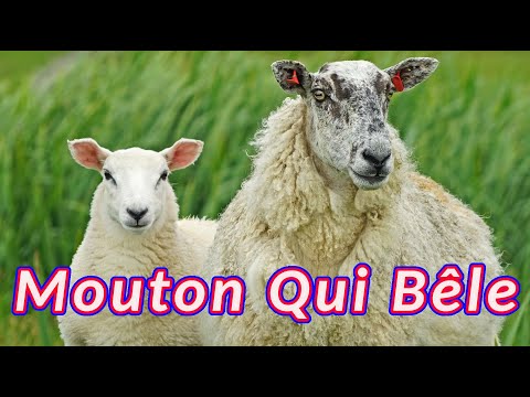 Mouton bêlant 🐑 Le cri du mouton