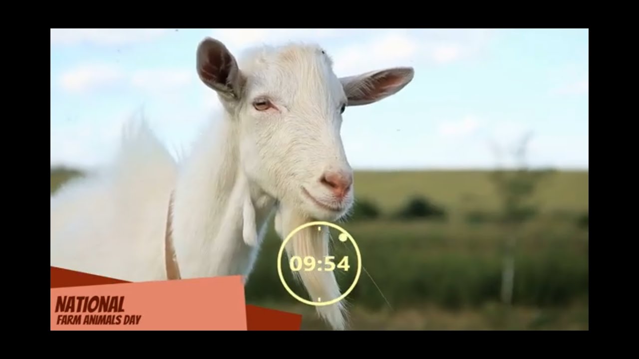 10 Minute Timer (National Farm Animals Day) - YouTube