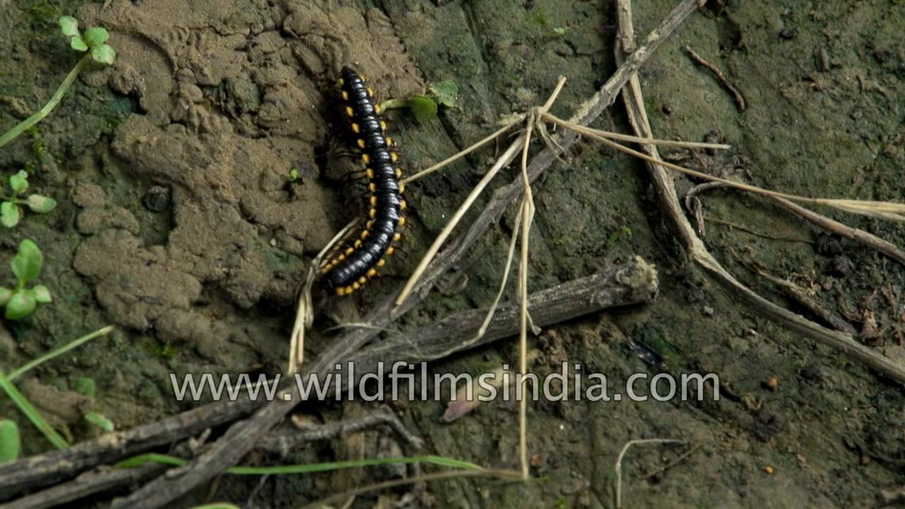 Millipede in a mango farm of Malihabad - YouTube