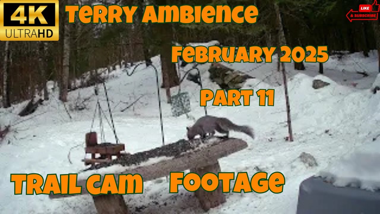 4k Trail Camera Footage February 2025 Part 11 - YouTube