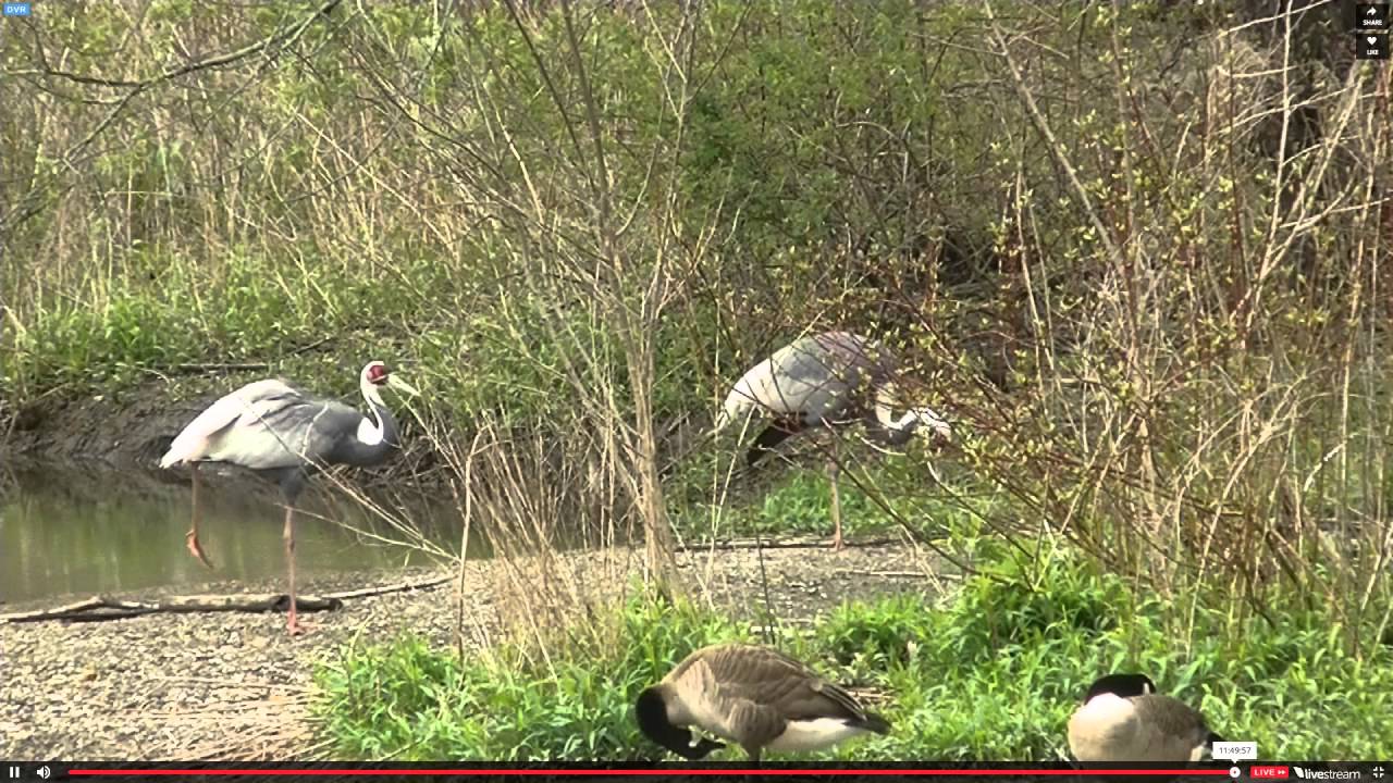 TZ Video 2016 05 06 143100 CRANE EXTENDS LEG BACKWARD - YouTube