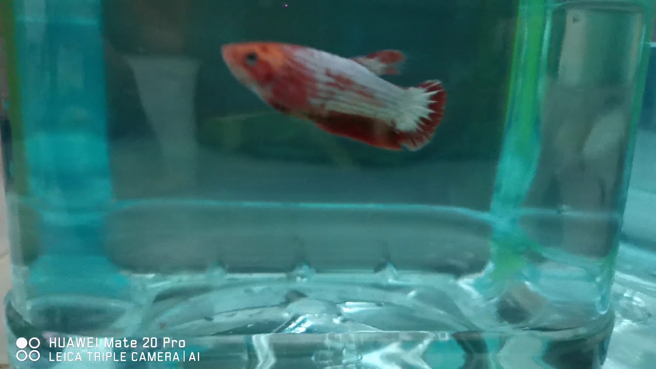 Fancy copper betta - YouTube
