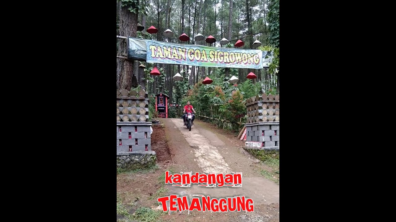 SEGROWONG wisata hutan pinus yg masih alami ditemanggung - YouTube