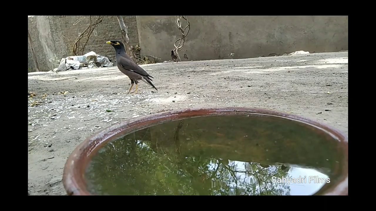 Common Myna - Asian Starling Bird, Salunki Pakshi | Yellow Beak Bird Of ...