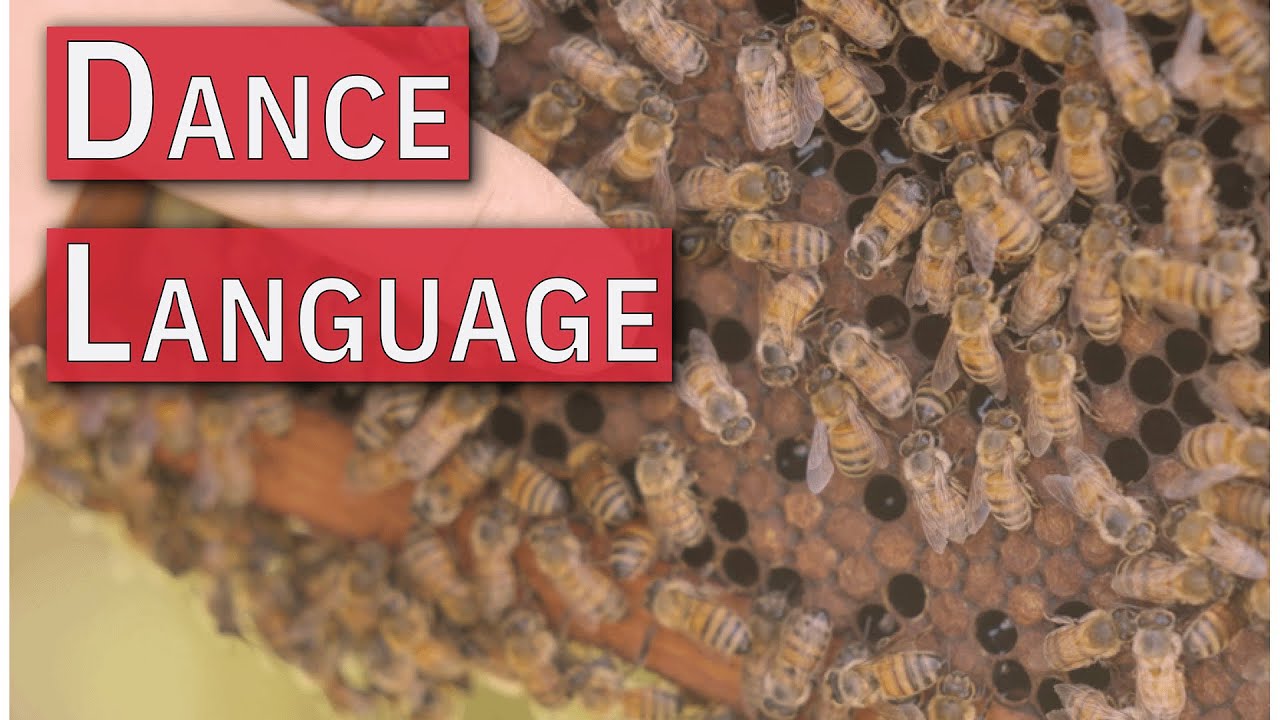 Dance Language | Beekeeping Academy | Ep. 66 - YouTube