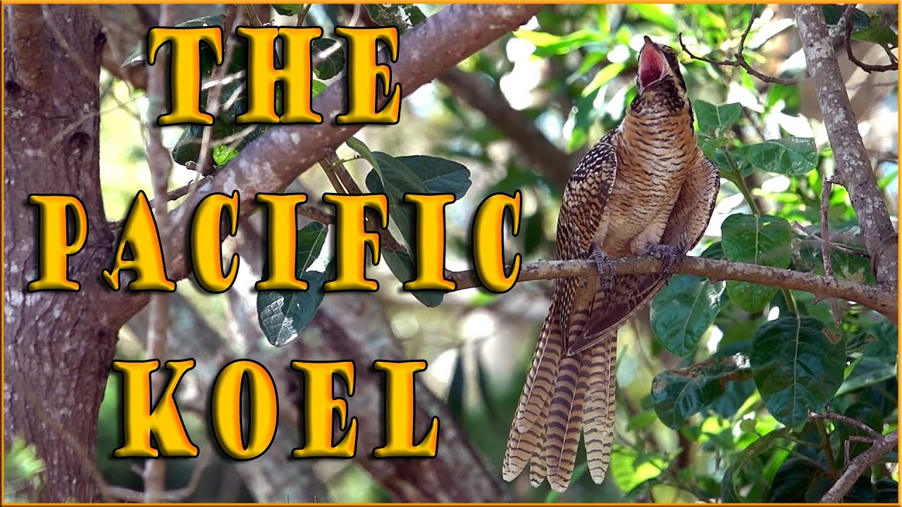 Female Pacific Koel (Eudynamys orientalis). - YouTube