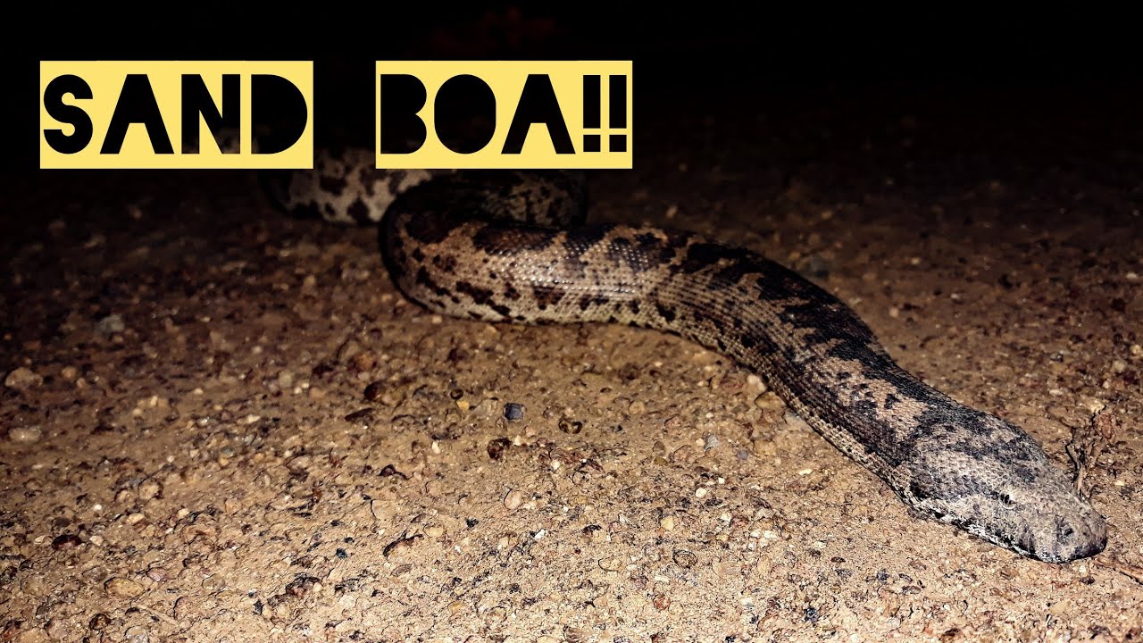 Rough-Scaled Sand Boa/ Russell's Boa Attack!!!! - YouTube