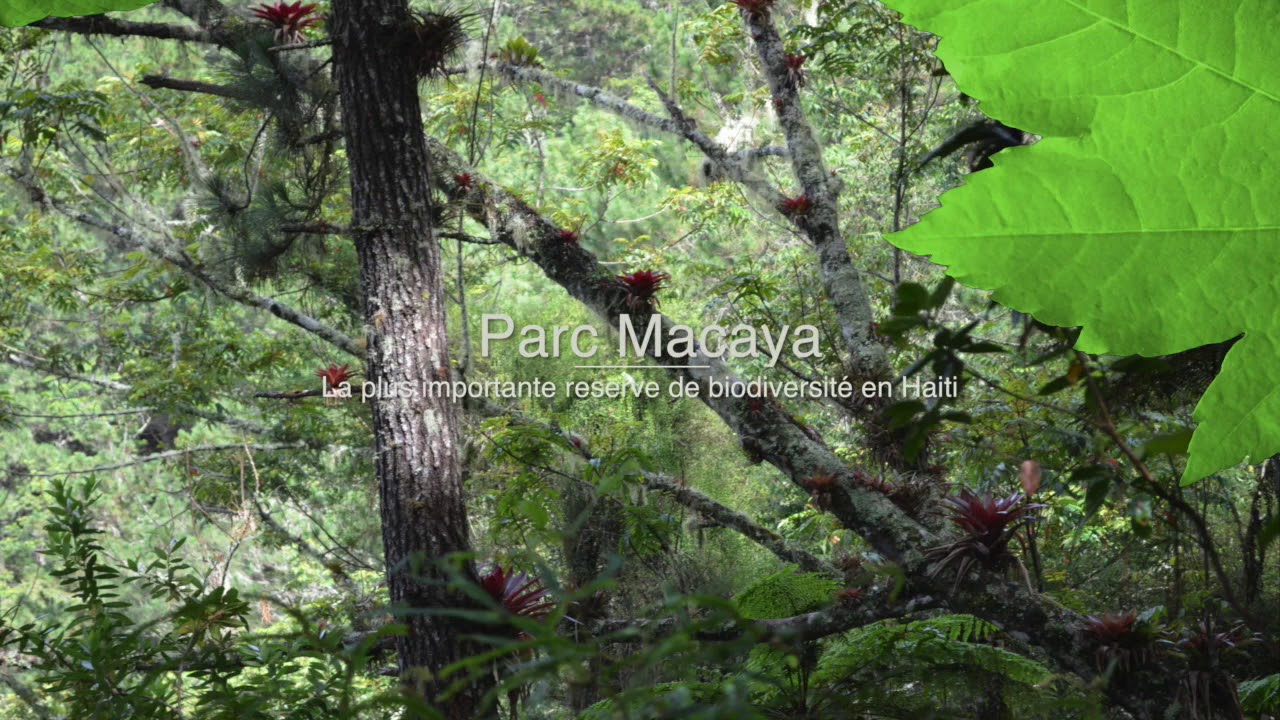 Parc Macaya, une merveille - YouTube
