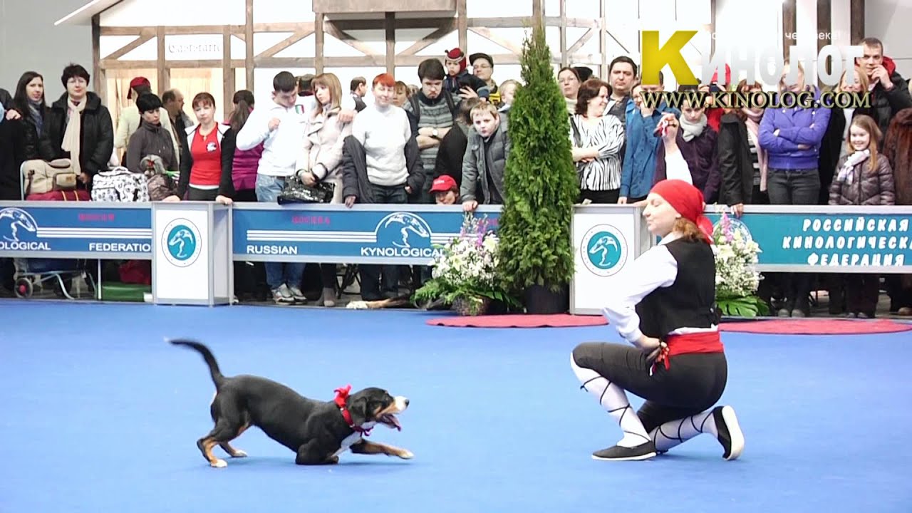 Dog dancing show "Eurasia 2012 / Russia / Moscow". Freestyle. - YouTube