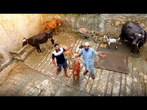 Hawali Mein New  Mehman Aa Gye Bail Or Buffalo 🐃