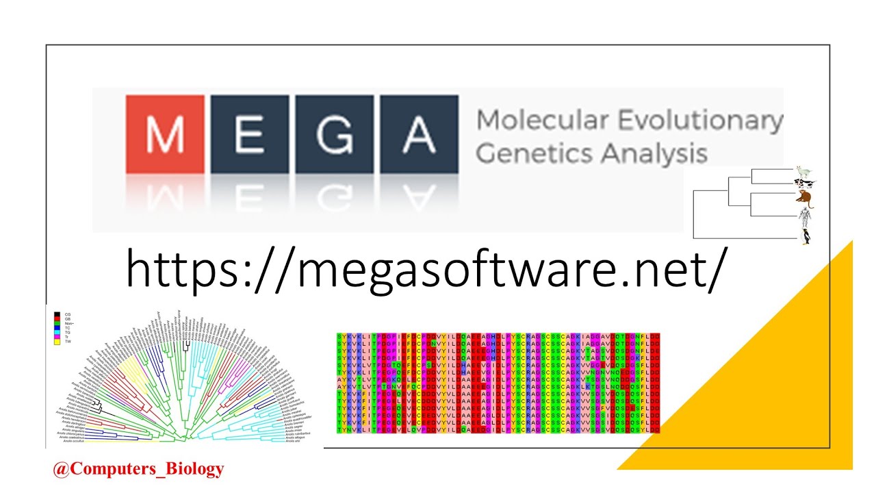 Phylogenetic Tree Construction by MEGA Tool 11 - YouTube