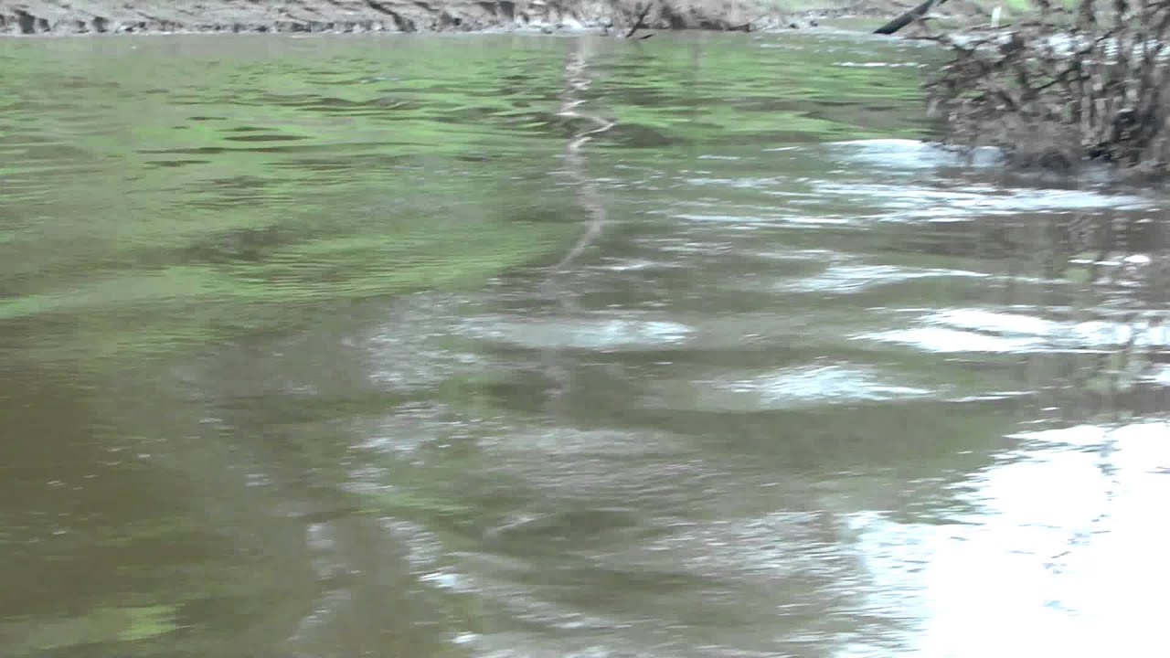 JACARÉ MUITO GRANDE - AMAZÔNIA - YouTube